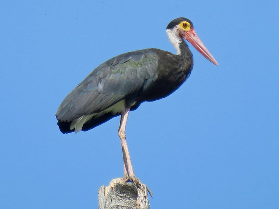 Storm's Stork - eBird