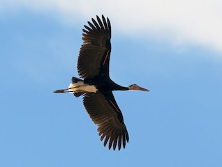 Storm's Stork - eBird