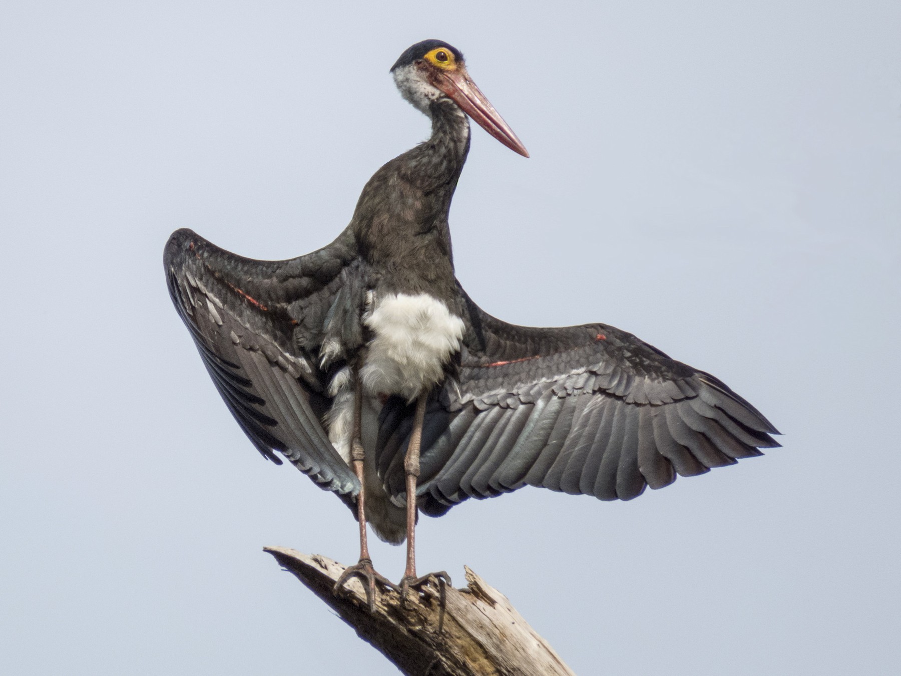 Storm's Stork - eBird