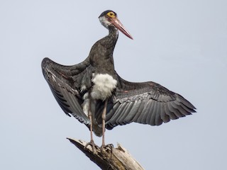 Storm's Stork - eBird