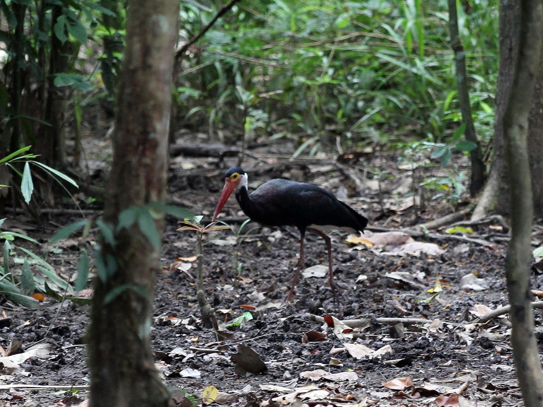 Storm's Stork - eBird