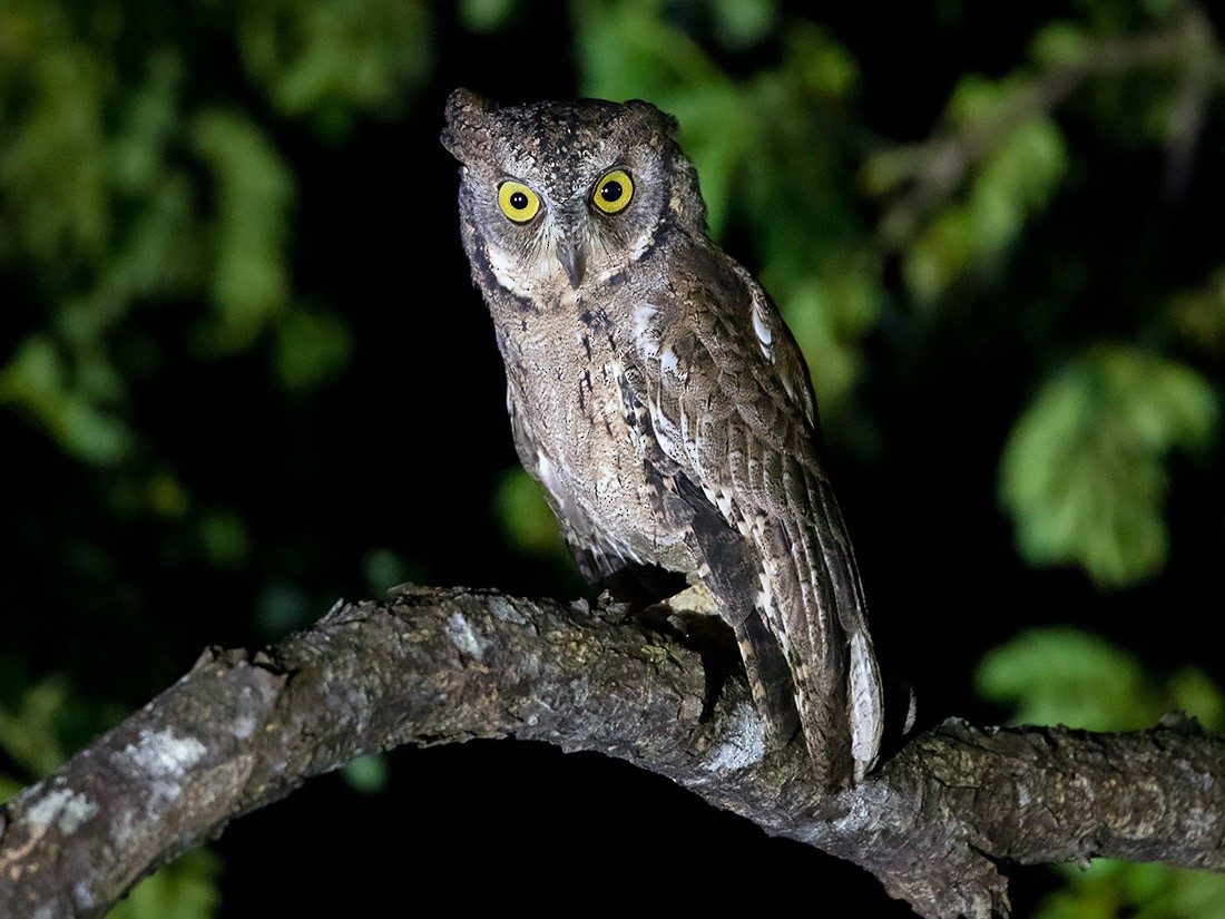 Mantanani Scops-Owl - eBird