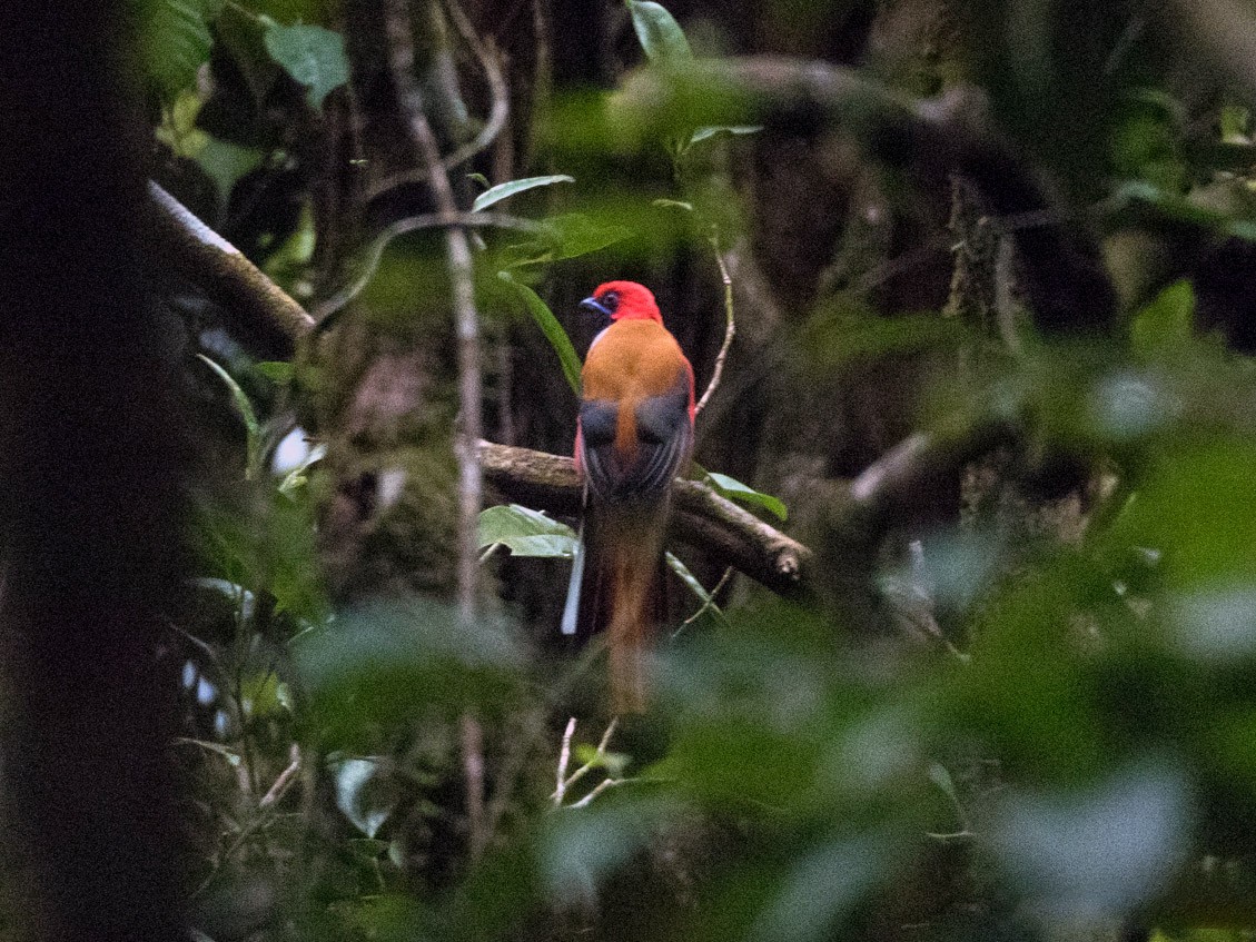Whitehead's Trogon - eBird