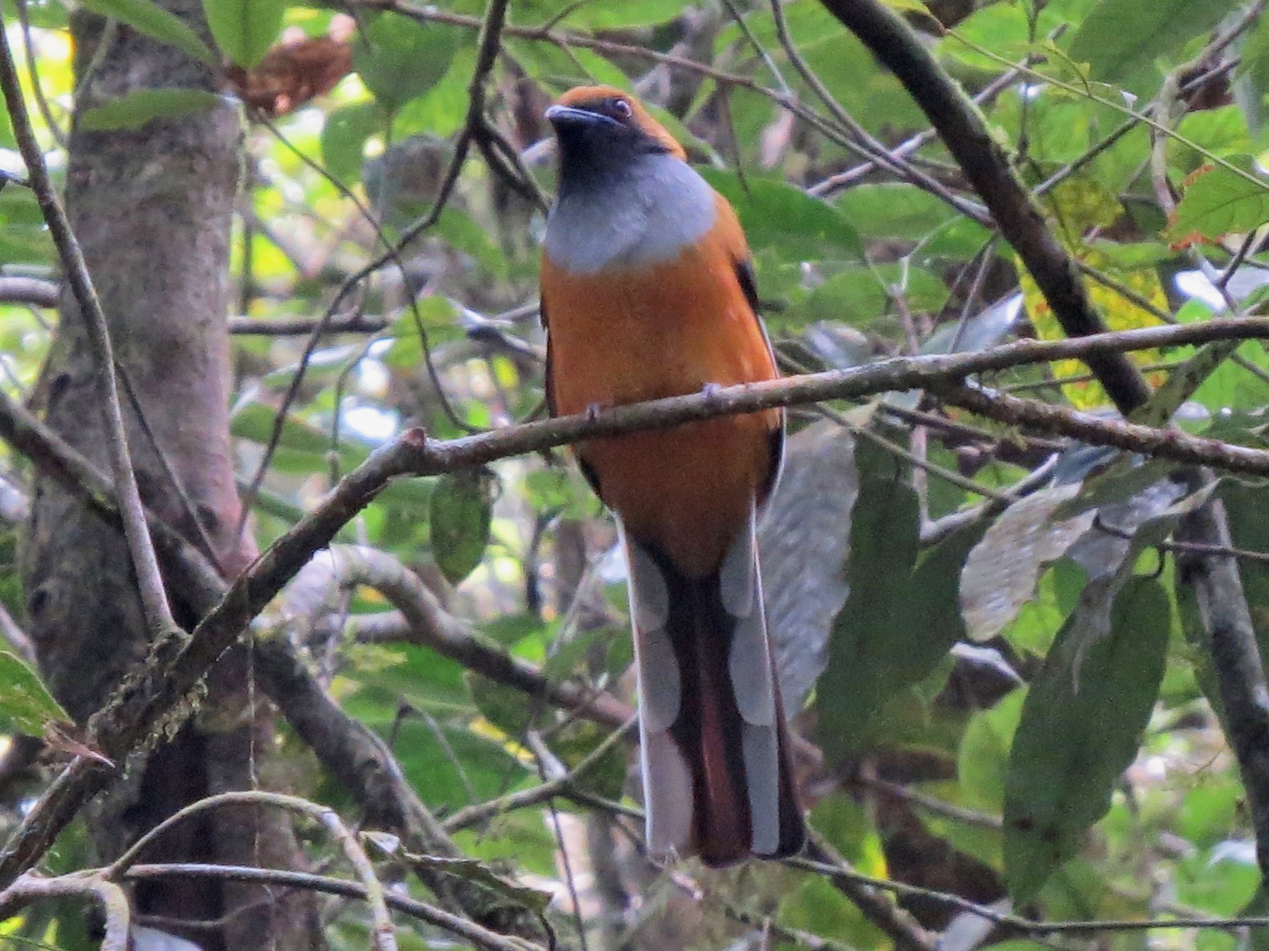 Whitehead's Trogon - eBird