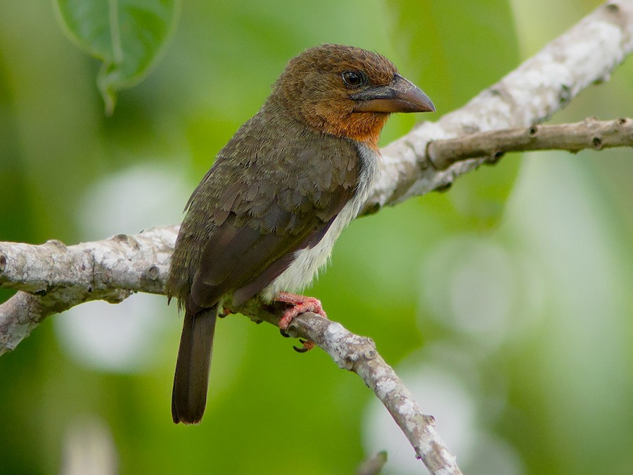 Barbudo Pardo de Borneo - eBird