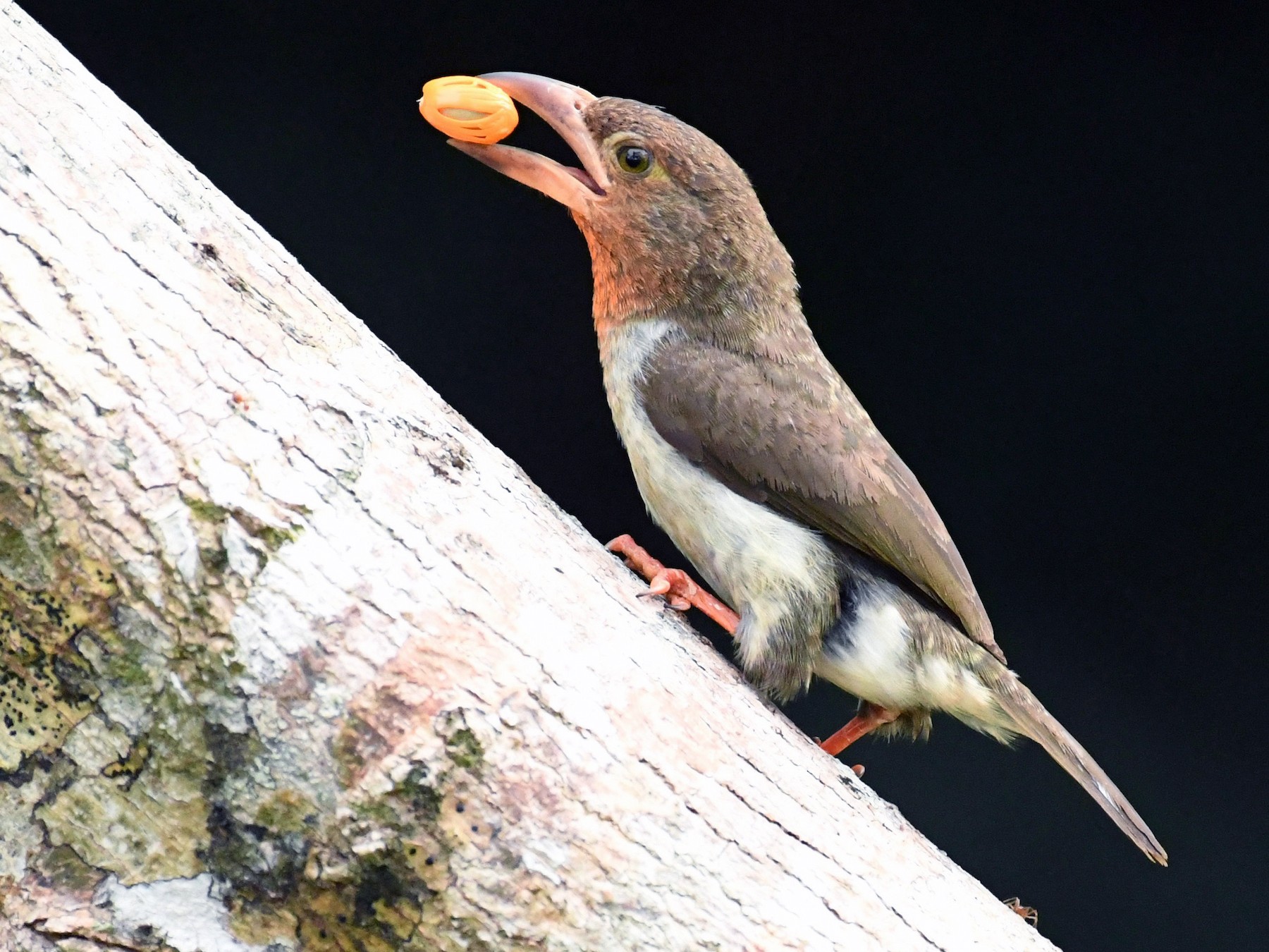 Barbudo Pardo de Borneo - eBird