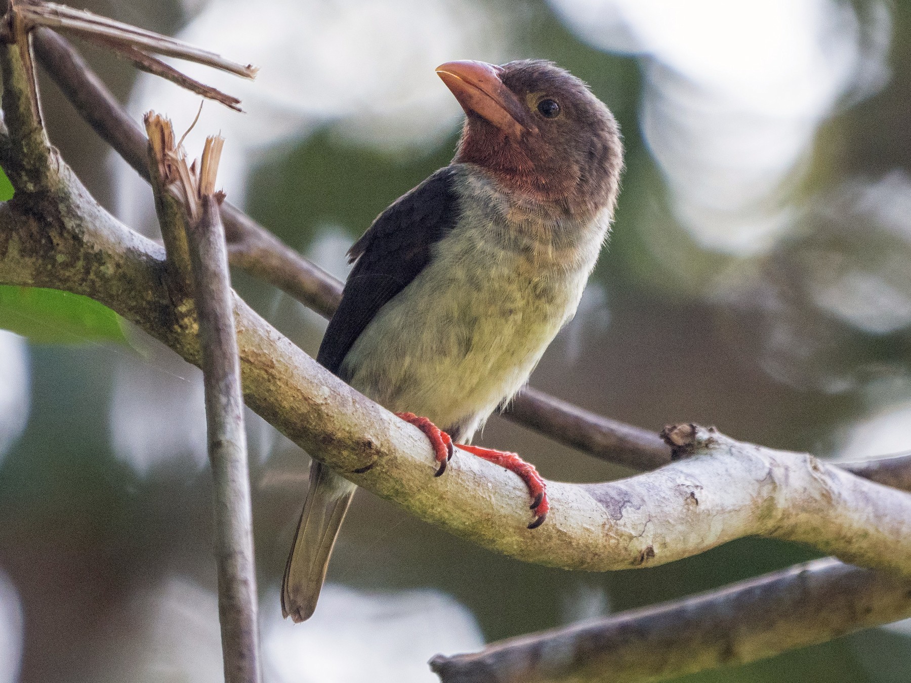 Barbudo Pardo de Borneo - eBird