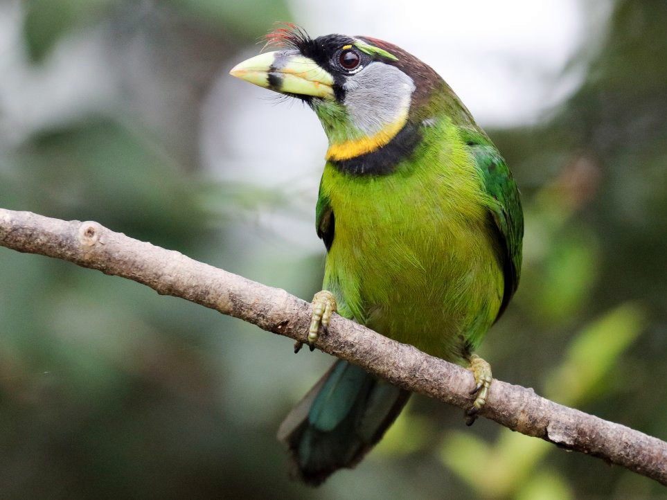 Barbu à collier - eBird