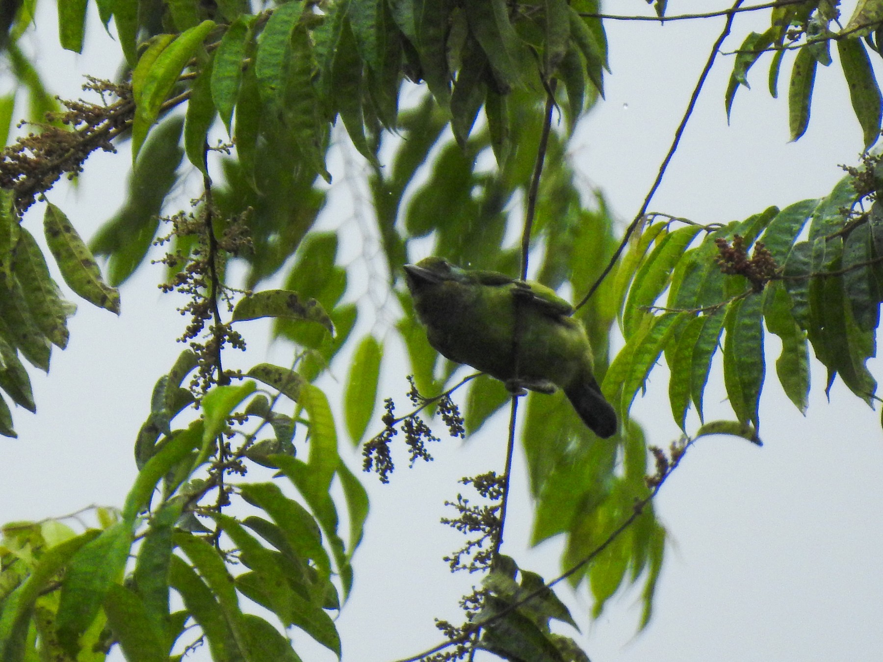 Mountain Barbet - eBird