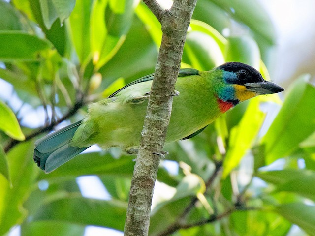 Photos - Chinese Barbet - Psilopogon faber - Birds of the World