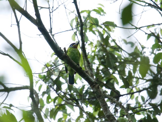 Photos - Chinese Barbet - Psilopogon faber - Birds of the World