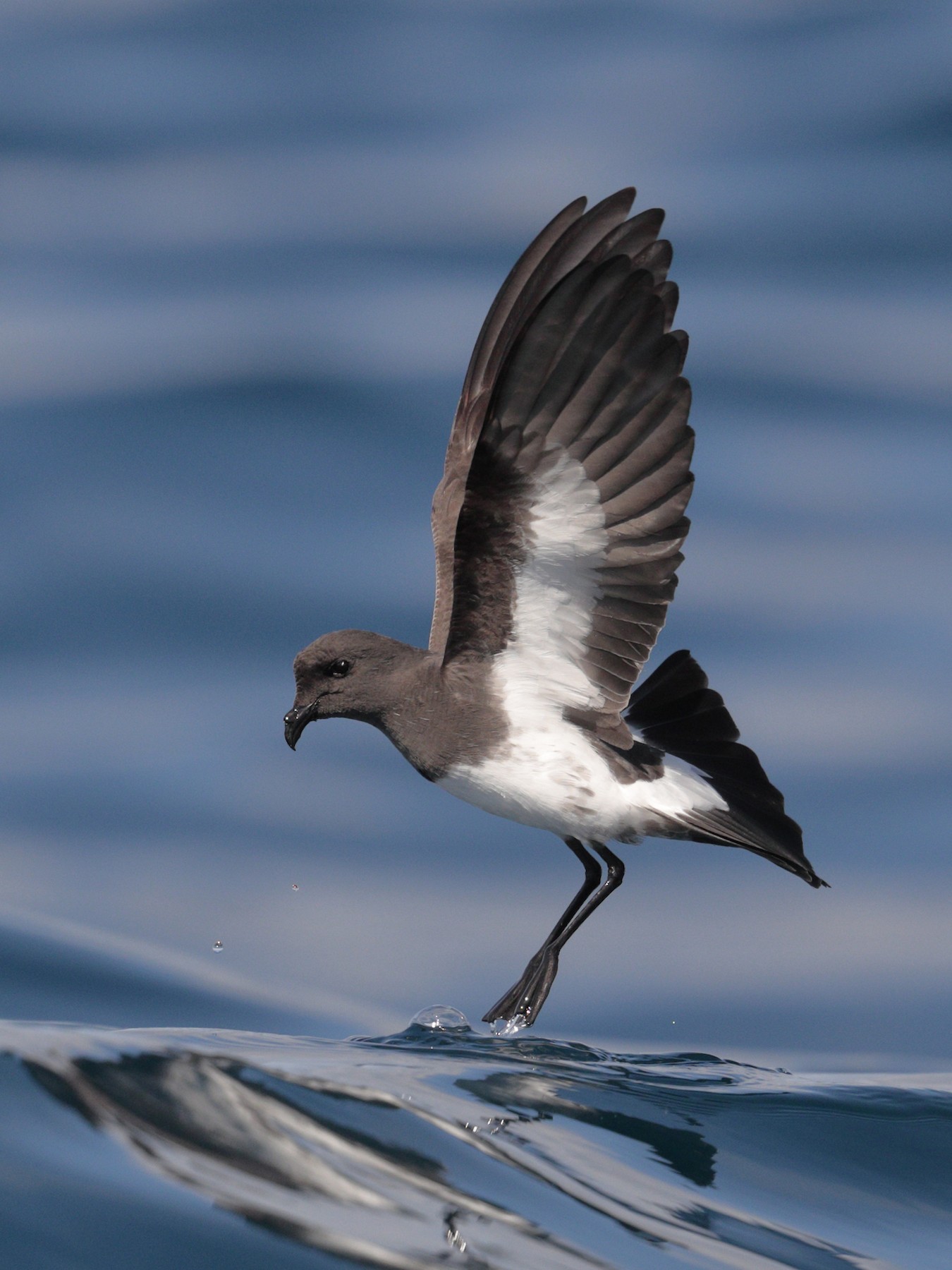 storm-petrel sp. - eBird