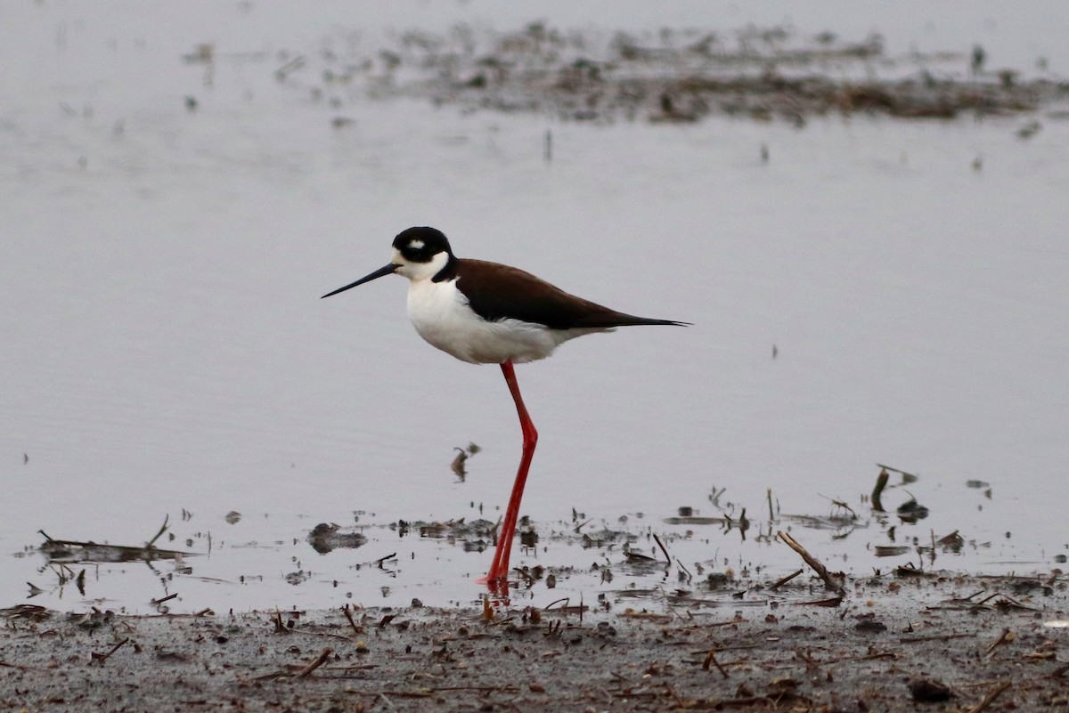 eBird Checklist - 19 May 2020 - Thorps Rd - 6 species