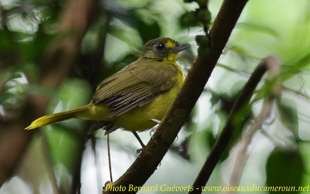 Photos - Yellow-lored Bristlebill - Bleda notatus - Birds of the World