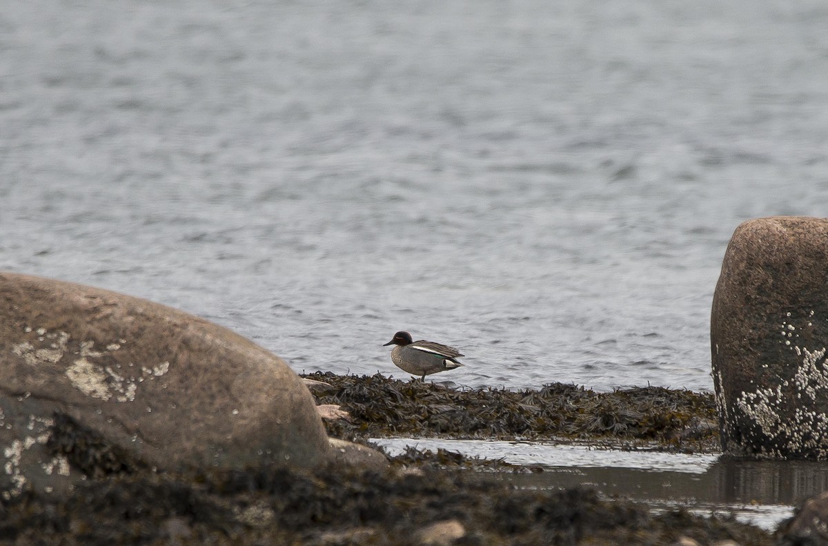 eBird Checklist - 19 May 2020 - Forteau--English Pt and Beach - 16 ...