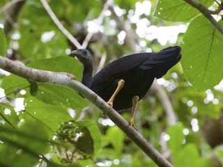 Yellow-legged Brushturkey - Talegalla fuscirostris - Birds of the World