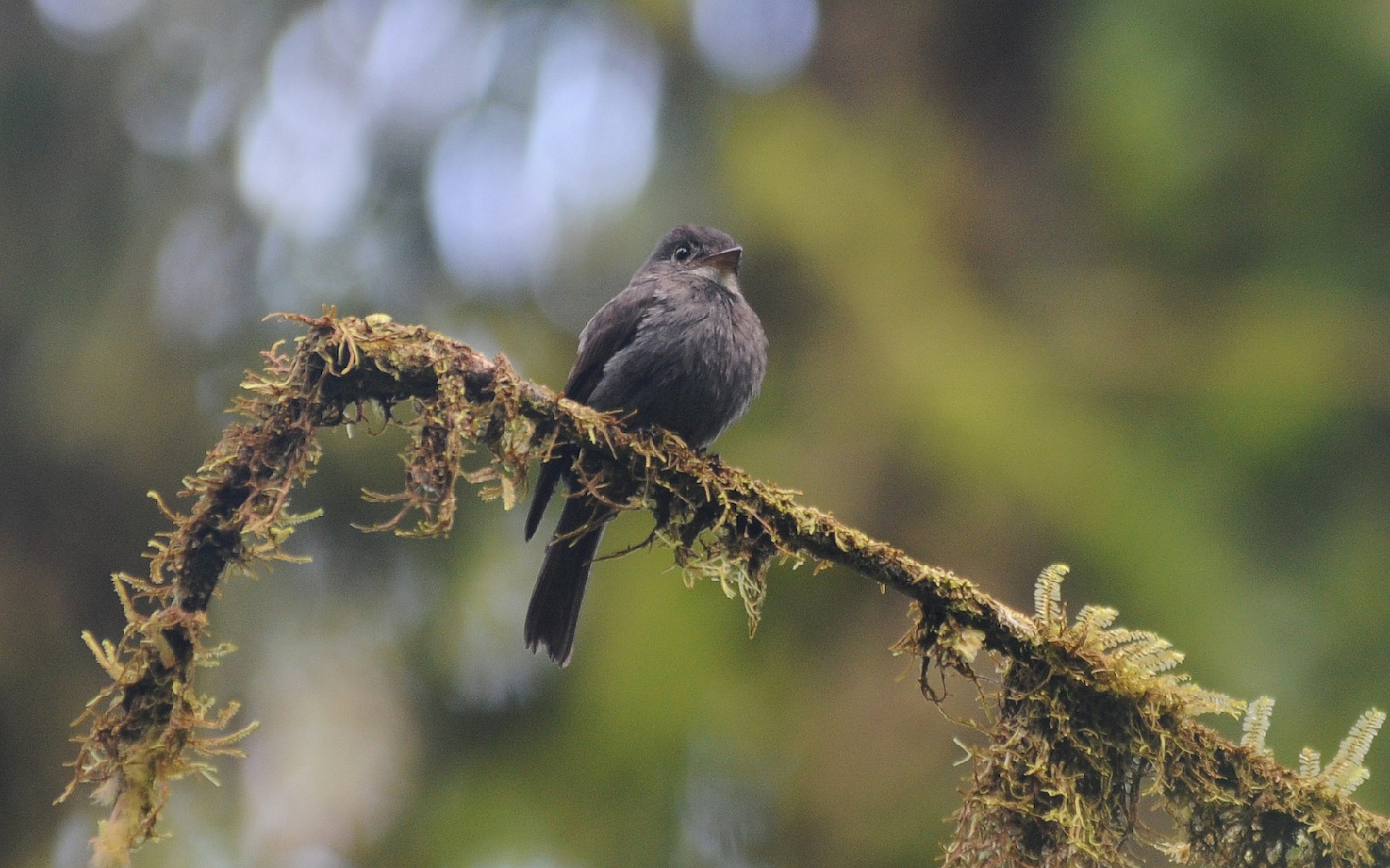 White-throated Pewee - eBird