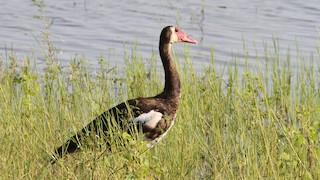 Spur-winged Goose - Plectropterus gambensis - Birds of the World