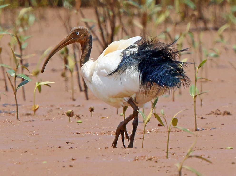 Malagasy Sacred Ibis - eBird