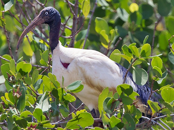 Malagasy Sacred Ibis - eBird