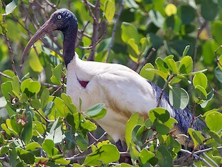 Malagasy Sacred Ibis - eBird