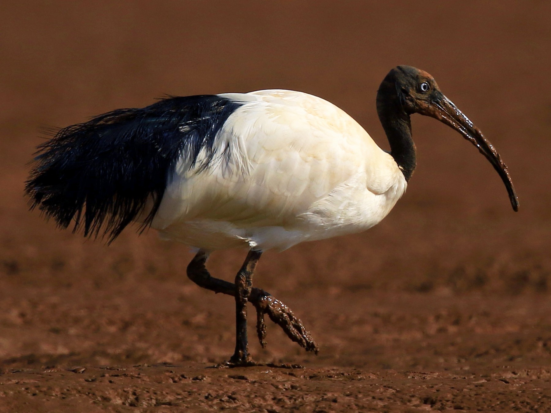 Malagasy Sacred Ibis - eBird