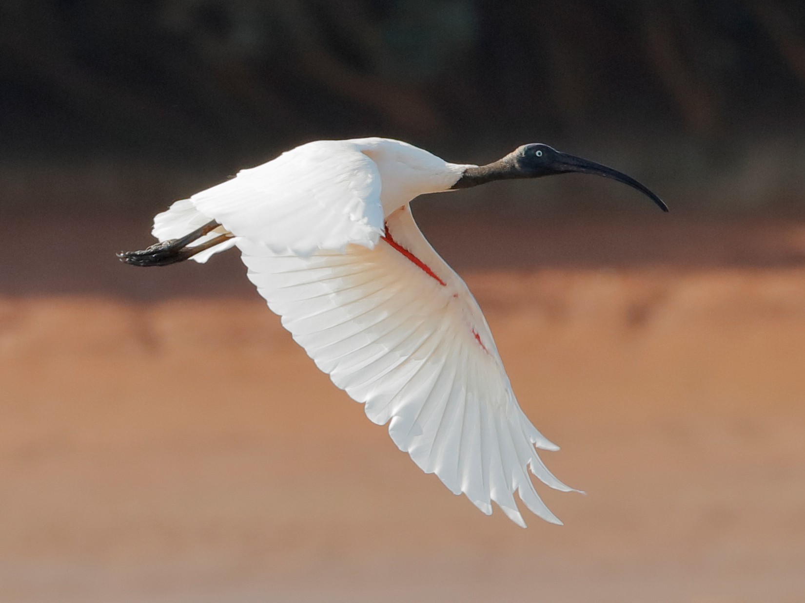 Malagasy Sacred Ibis - eBird