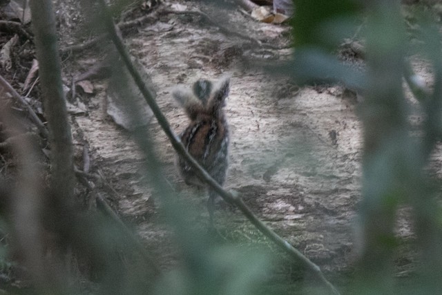 Photos - Dark-winged Trumpeter - Psophia viridis - Birds of the World