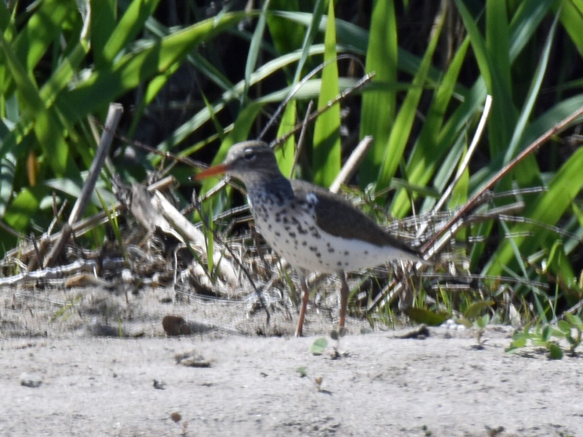 eBird Checklist - 21 May 2020 - Becker Lake WA--River Walk Trail - 23 ...