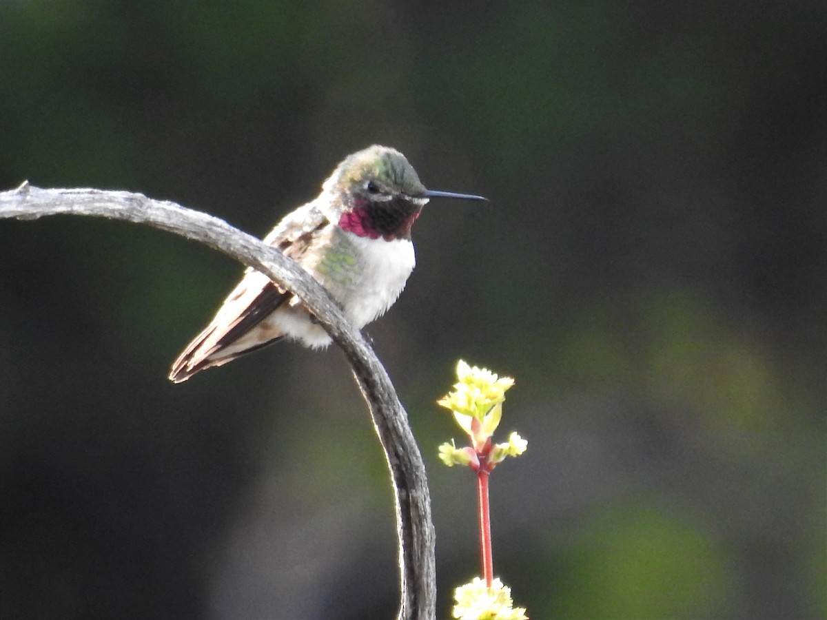 eBird Checklist - 21 May 2020 - Red Grade Spring - 16 species