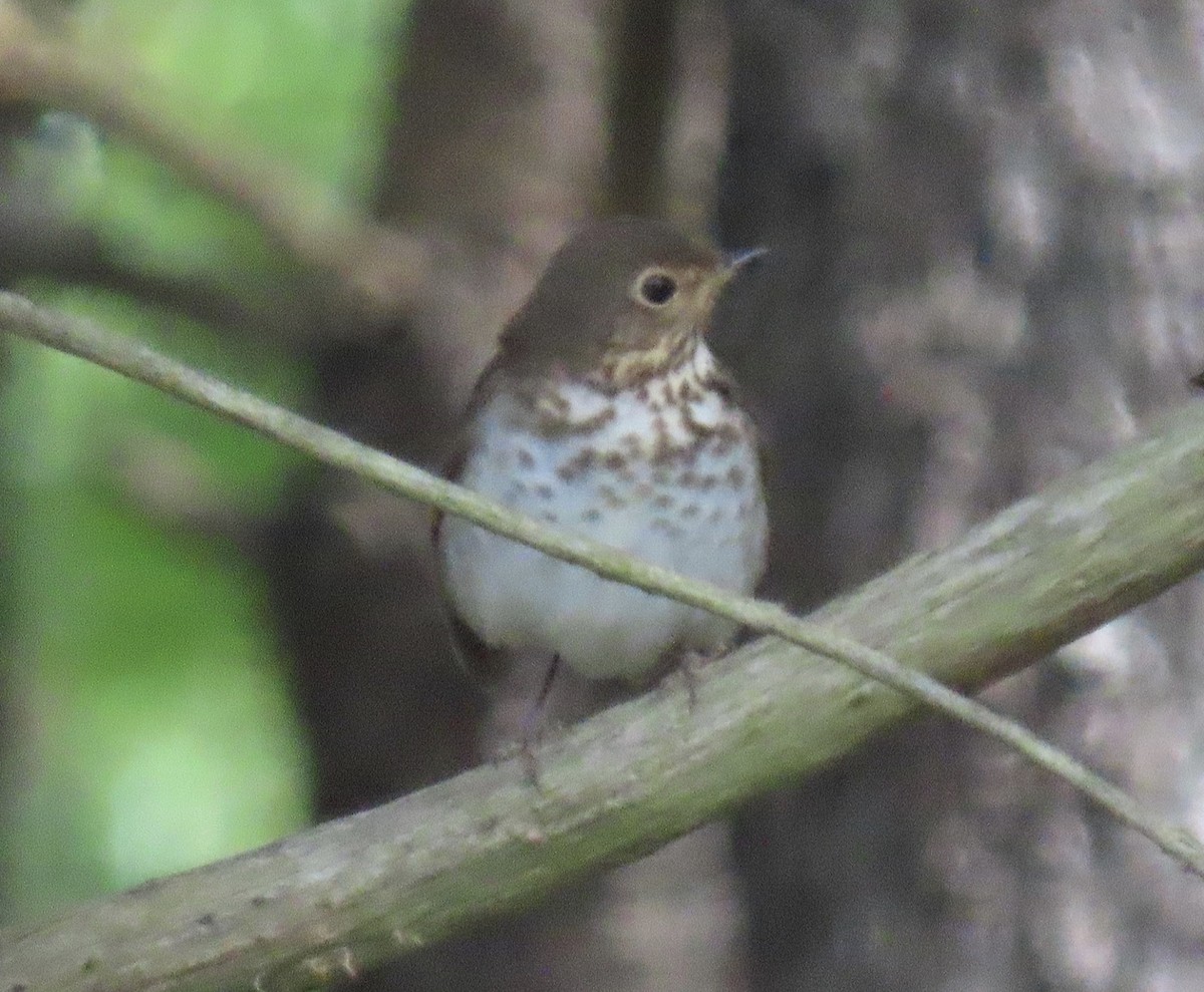 eBird Checklist - 21 May 2020 - Quemahoning Reservoir - 23 species