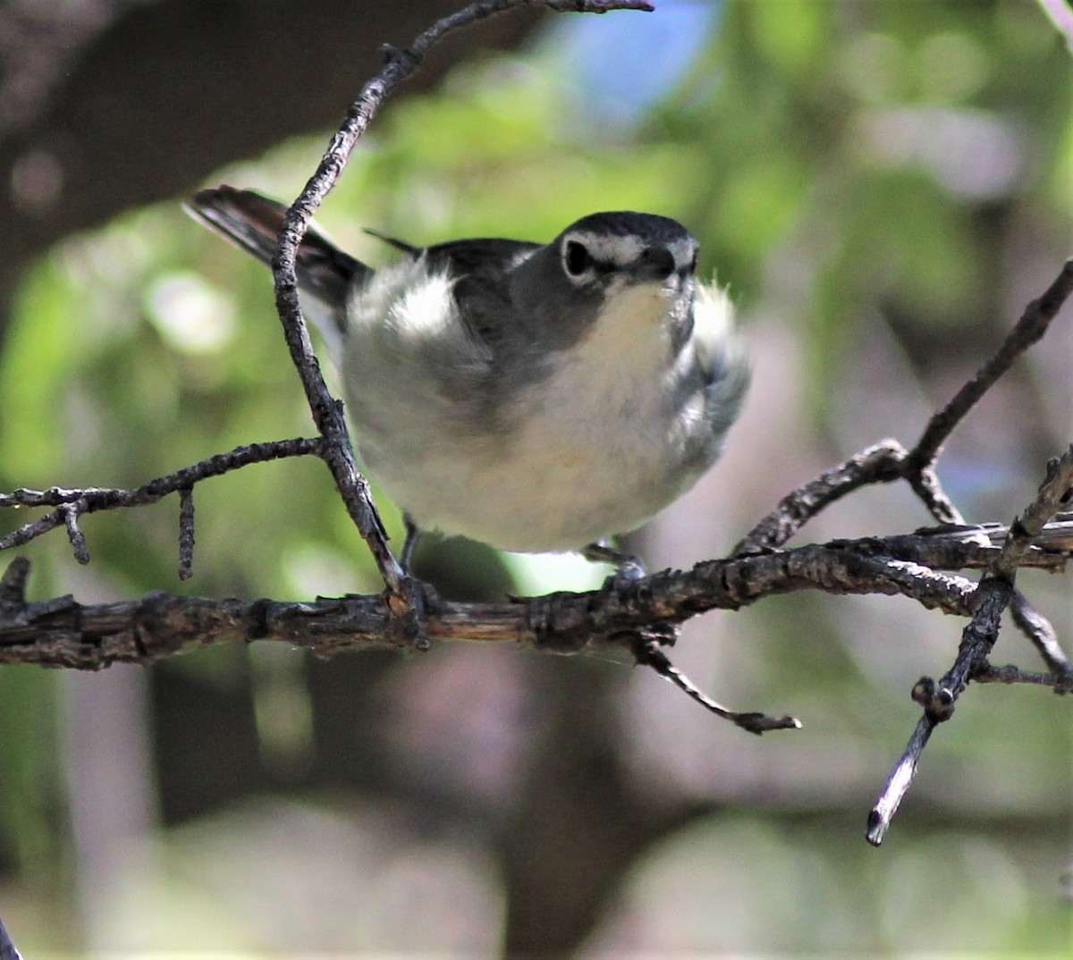 eBird Checklist - 21 May 2020 - Mule Pass Yard - 28 species (+2 other taxa)