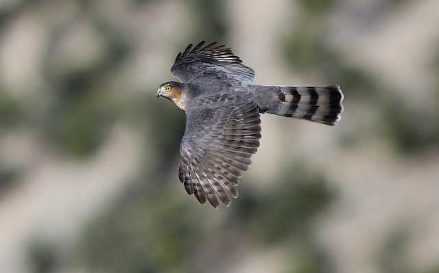 Sharp Shinned Hawk In Flight