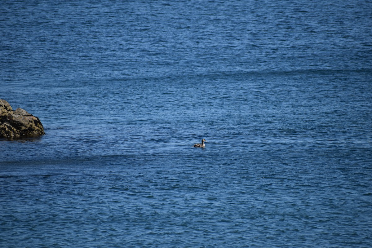 eBird Checklist - 22 May 2020 - Minot and The Glades - 13 species