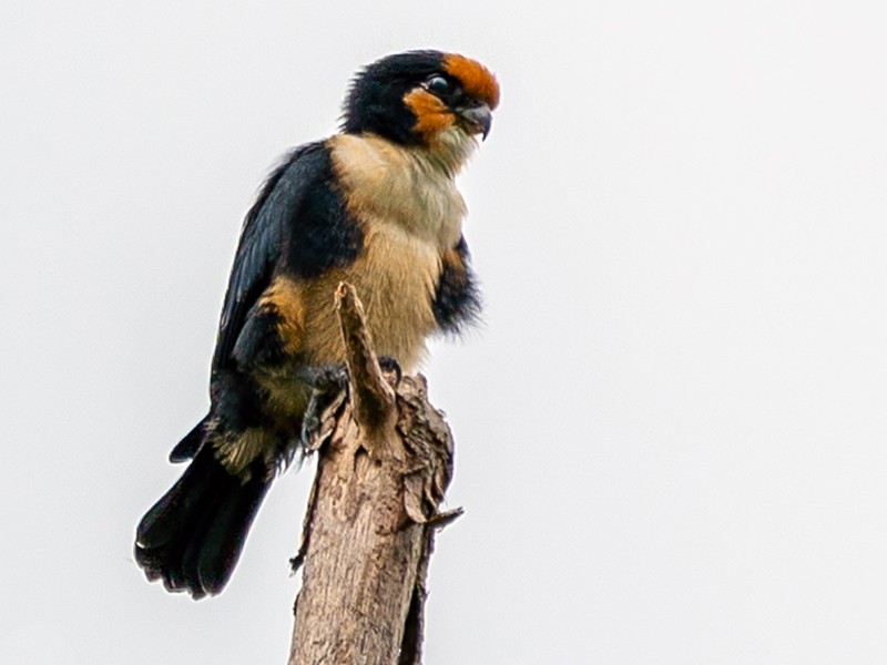 White-fronted Falconet - eBird