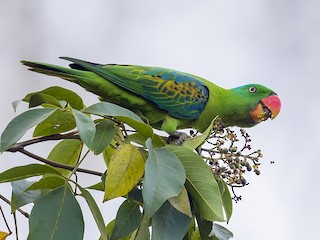 Blue-naped Parrot - eBird