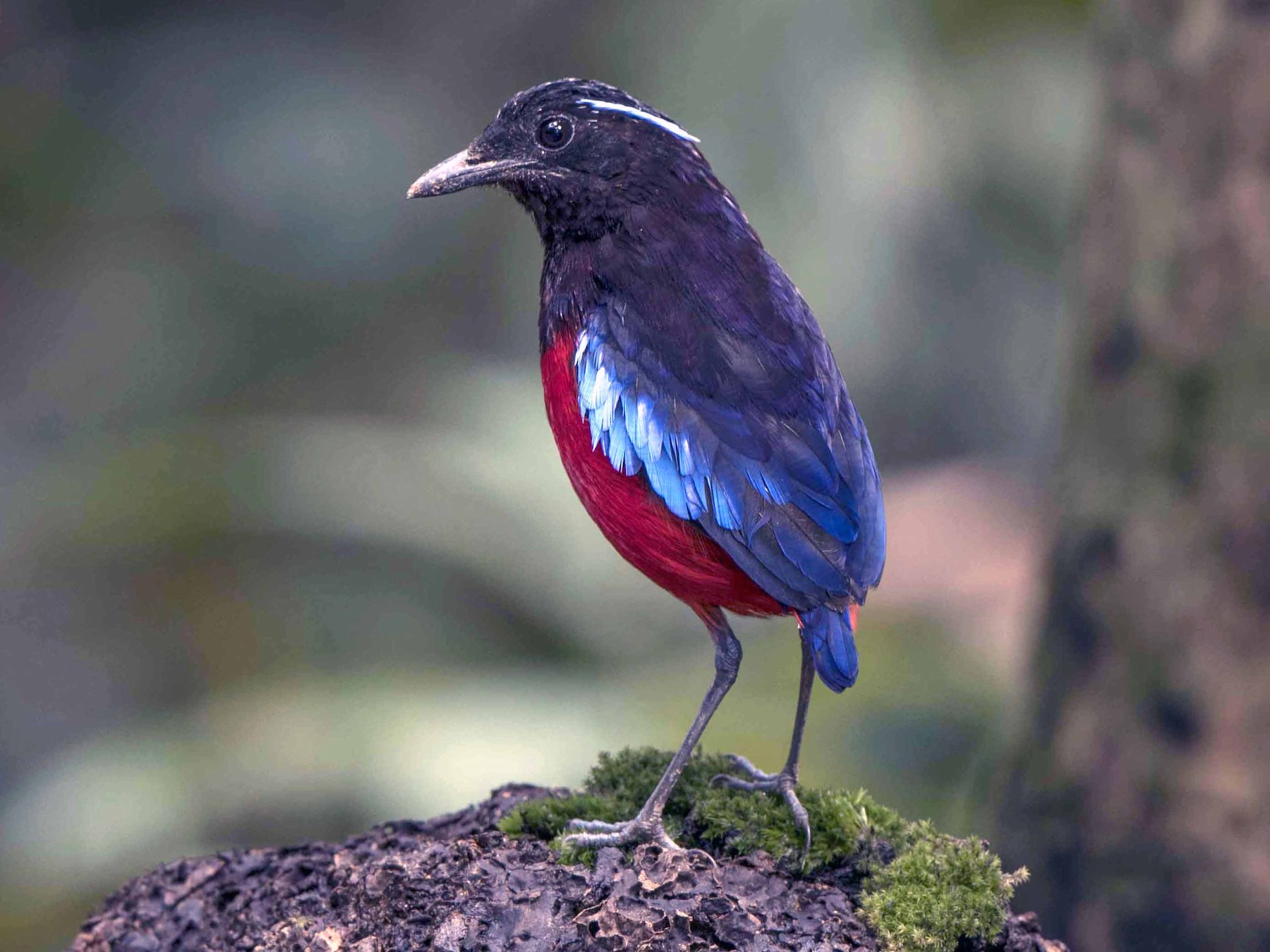 Black-crowned Pitta - eBird