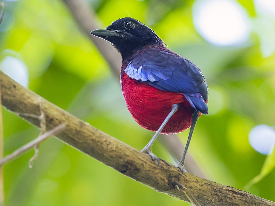 Black-crowned Pitta - eBird