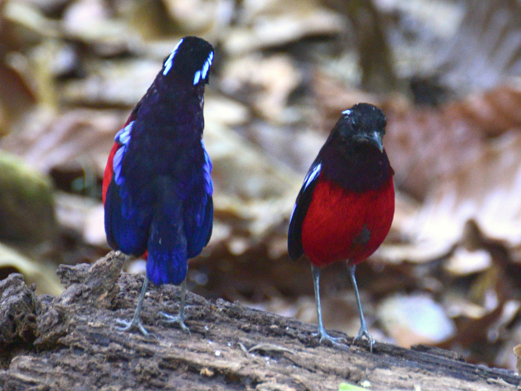 Black-crowned Pitta - eBird