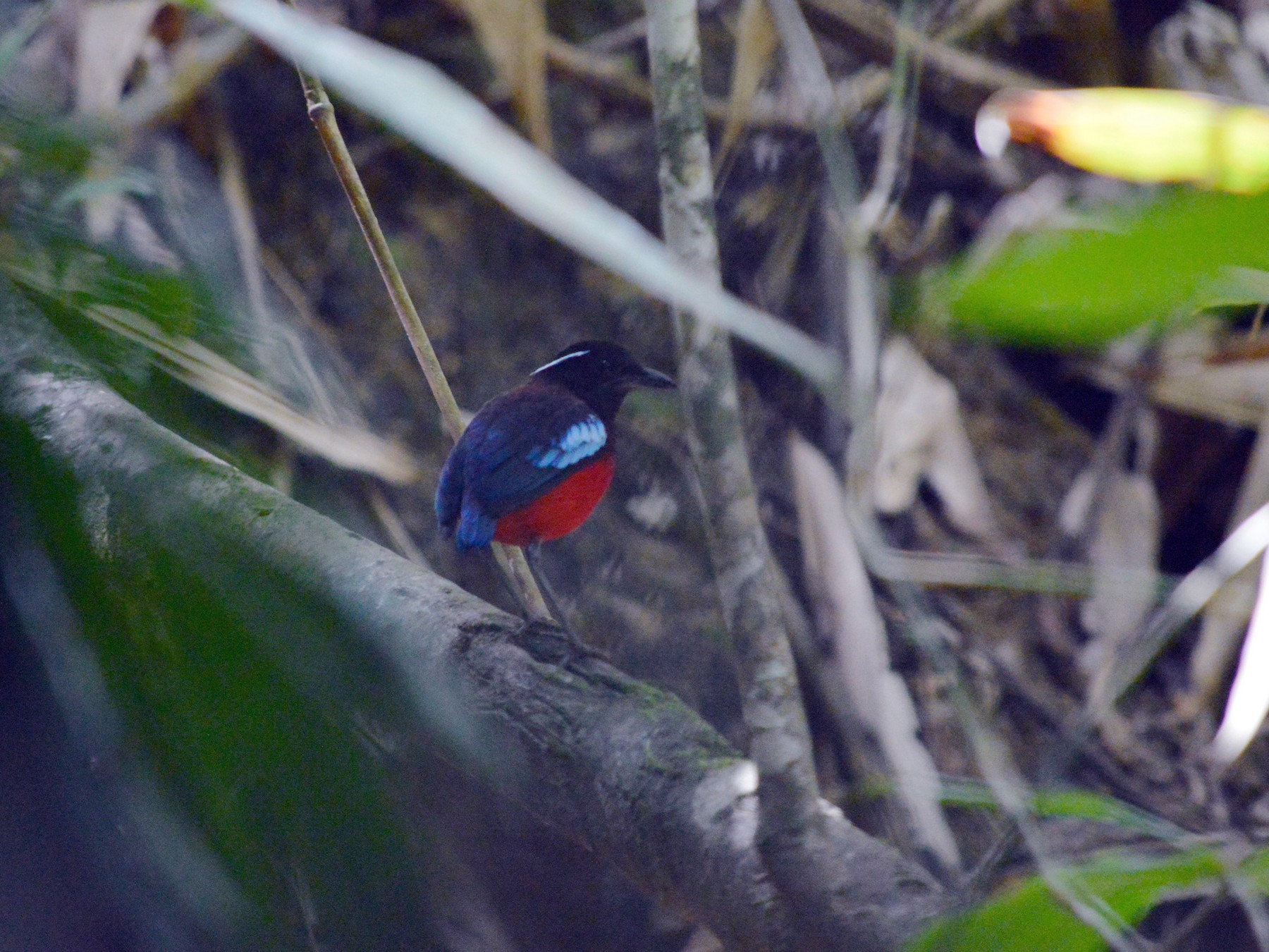 Black-crowned Pitta - eBird