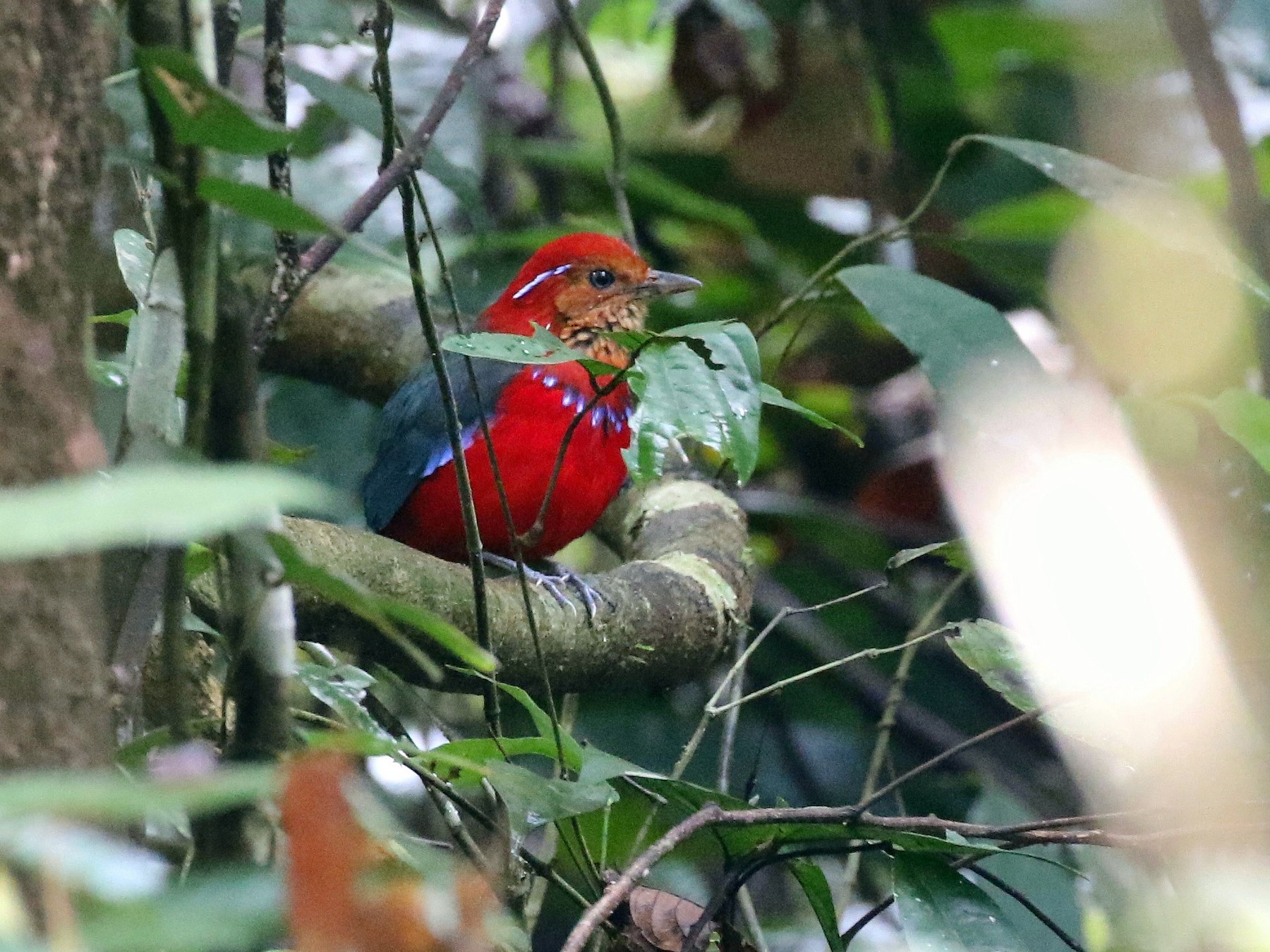 Blue-banded Pitta - eBird