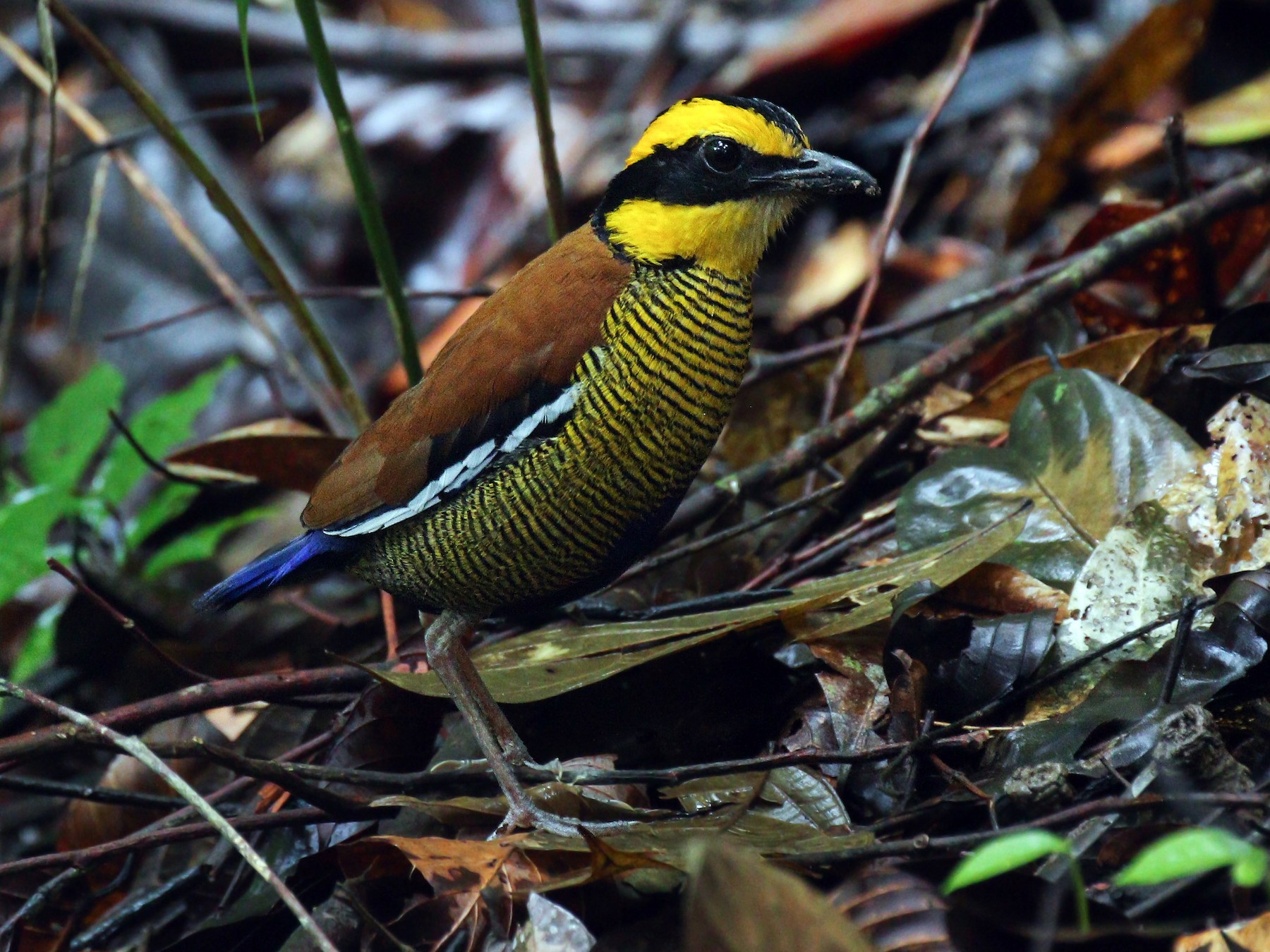 Bornean Banded-Pitta - eBird