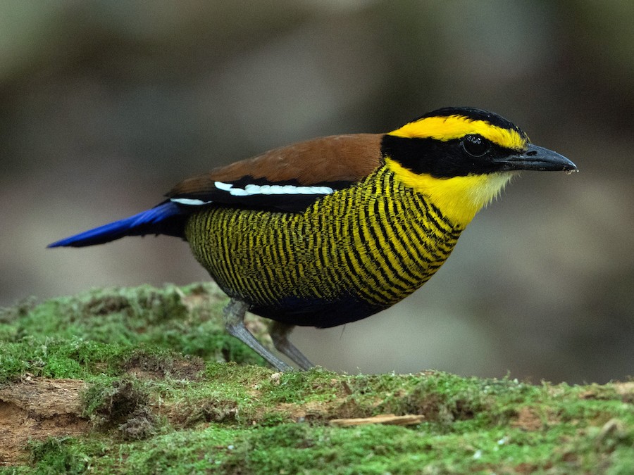 Pita Barrada de Borneo - eBird