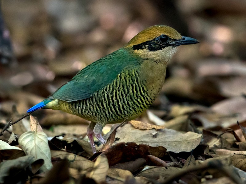 Bar-bellied Pitta - eBird
