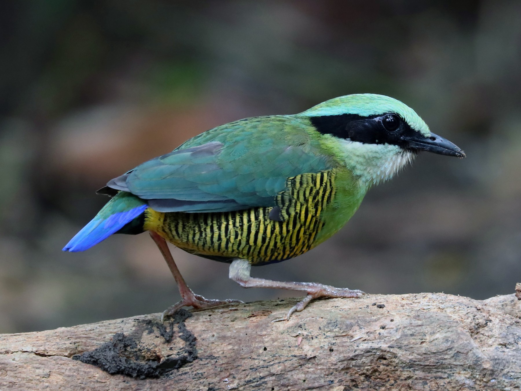 Bar-bellied Pitta - eBird