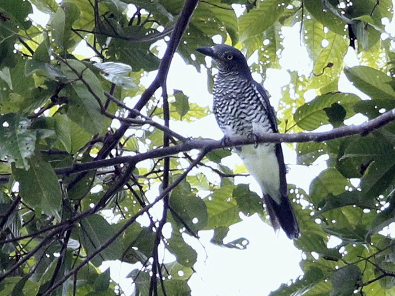Bar-bellied Cuckooshrike - eBird