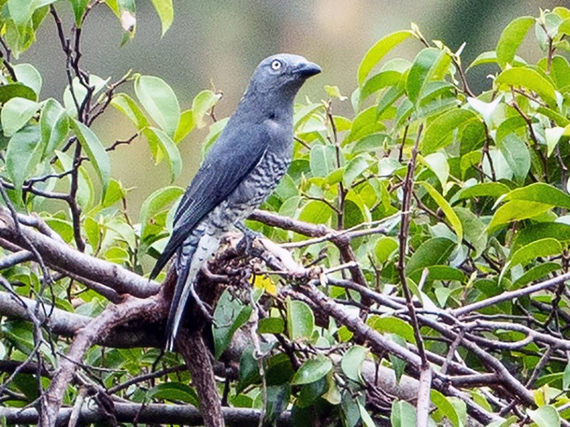 Bar-bellied Cuckooshrike - eBird