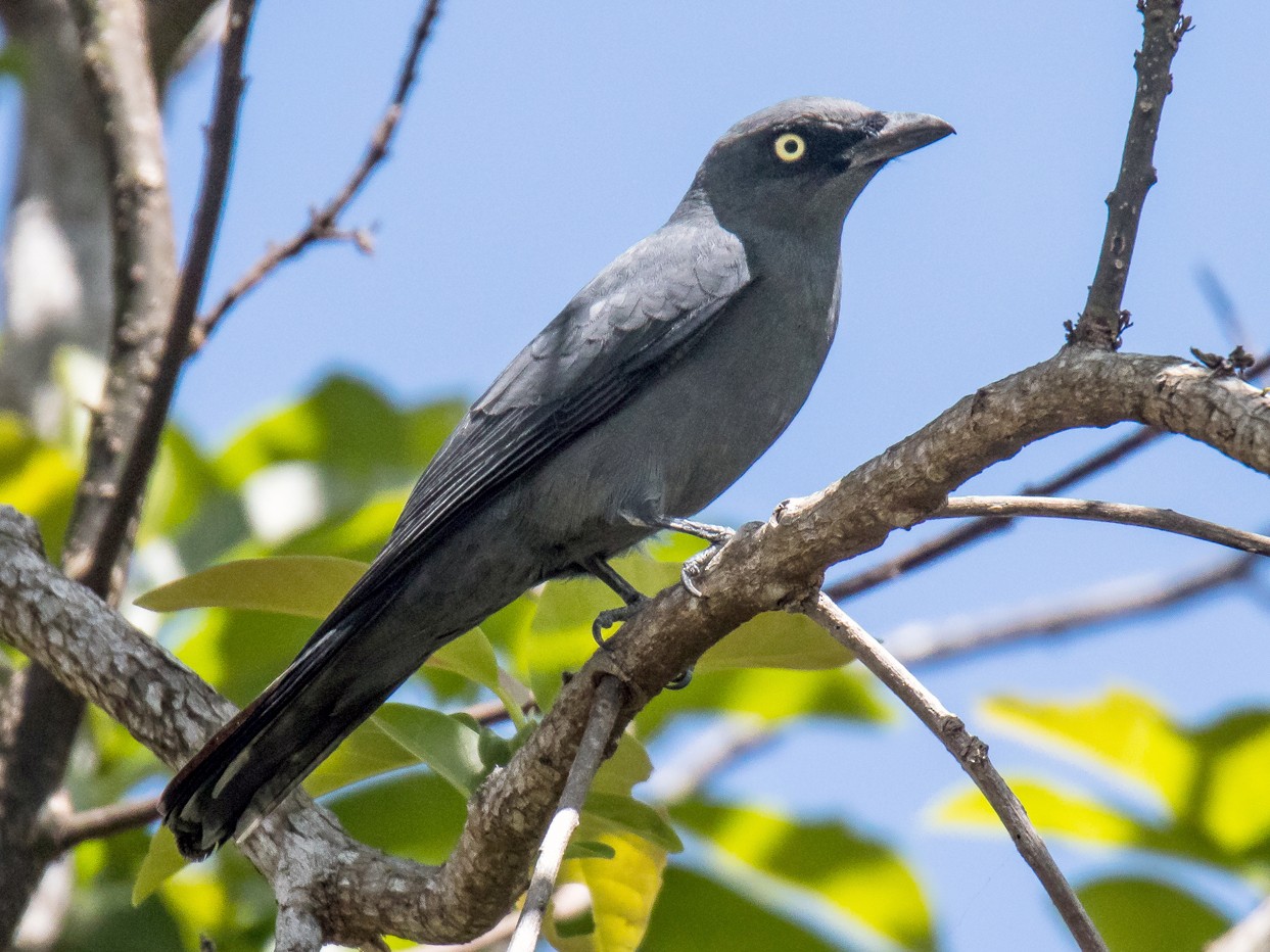 Bar-bellied Cuckooshrike - eBird