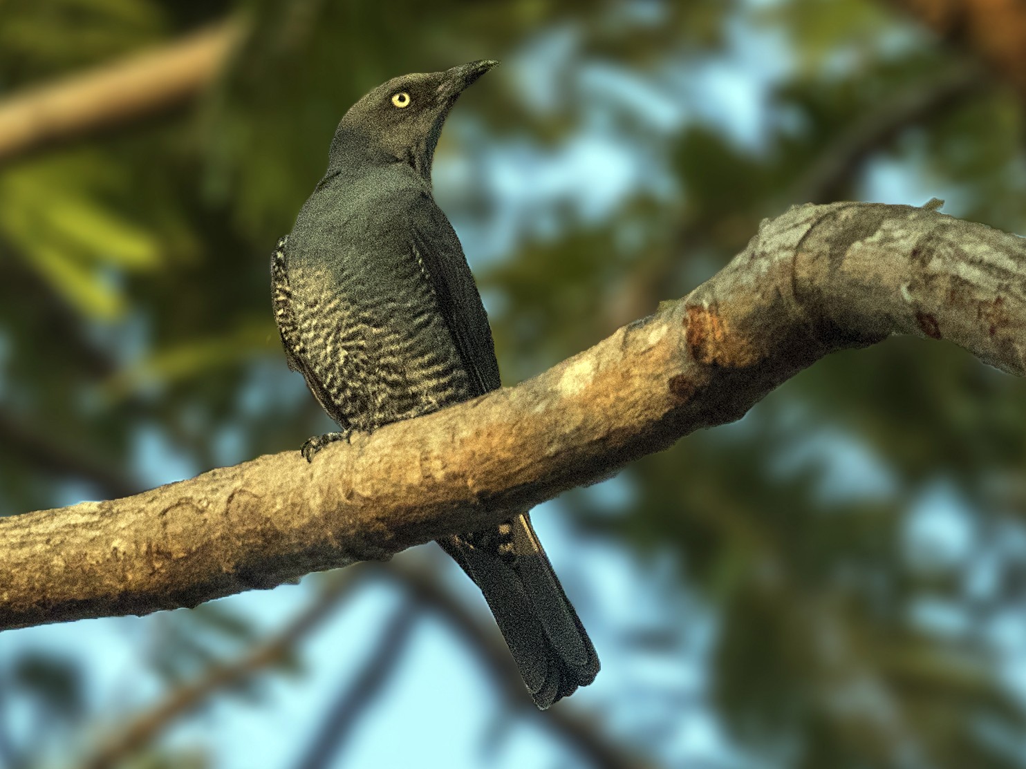 Bar-bellied Cuckooshrike - eBird