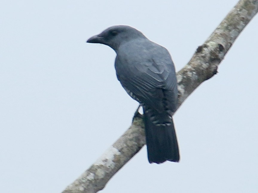 Bar-bellied Cuckooshrike - eBird